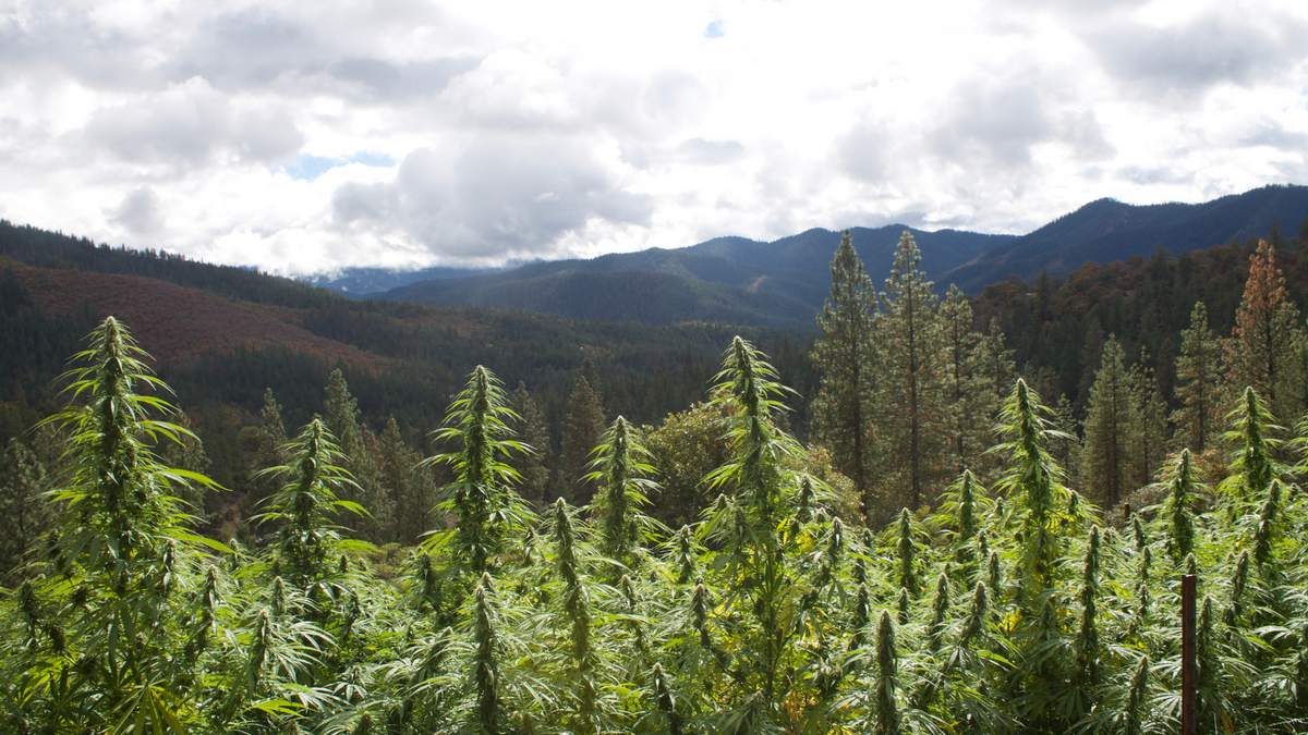 The History of 420 – lost range.®